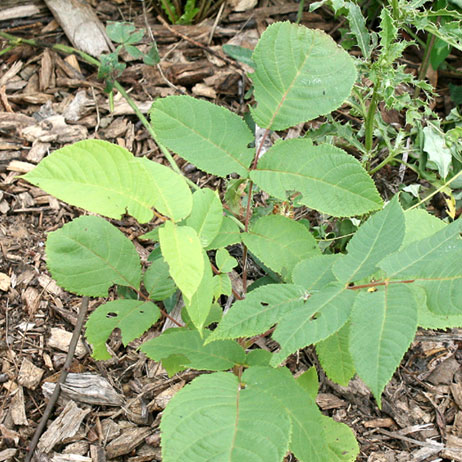 Belatedly, Baby Trees - Sculptor Sam Spiczka